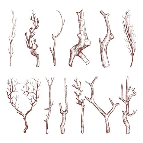Organic Twig Vectors And Illustrations For Free Download