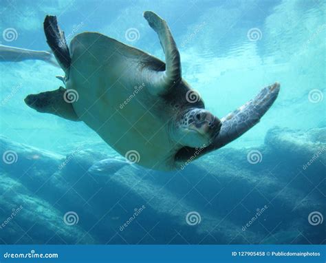 Sea Turtle Turtle Loggerhead Marine Biology Picture Image 127905458