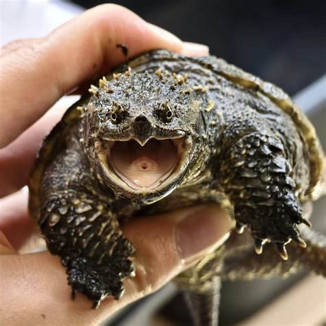 Florida Snapping Turtle Chelydra Serpentina Osceola Happyforeststore