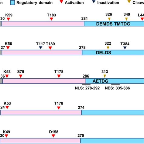 Protein Domain And Kinase Sites Of Msts Download Scientific Diagram