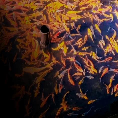 විසිතුරු මසුන් Youtube