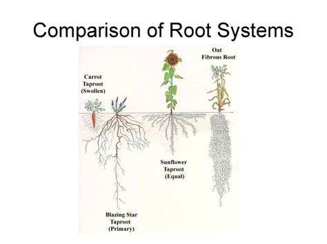 The Plant Body Roots In Flowering Plants Online Presentation