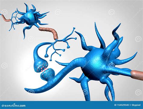 Neuron Anatomy Stock Illustration Illustration Of Neurotransmitter