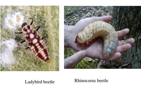 Chapter 4 1pptxyyggffffgghhghgxgcfghhhhhc Ppt