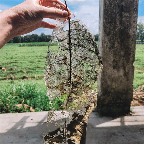 Field Research 1 Alun Alun And Pabrik Kunir Gulung Tukar