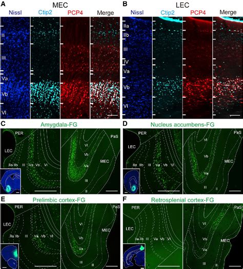 Figure 1 From Intrinsic Projections Of Layer Vb Neurons To Layers Va Iii And Ii In The Lateral