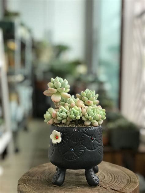 Pottery에 있는 핀 다육 식물 식물 화분