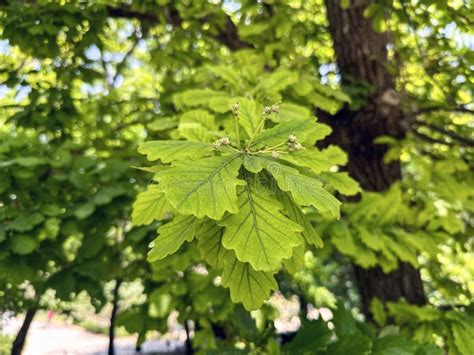 Tanniniferous Oak Lat Quercus Hartwissiana Large Deciduous Tree Stock Image Image Of