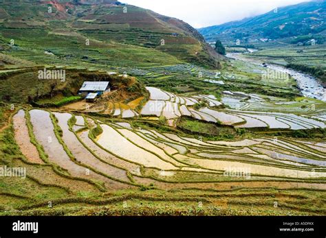 The Terraced Rice Fields In The Mountains Surrounding Sapa Vietnam