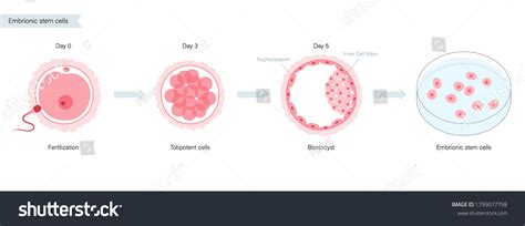 Zygote Development
