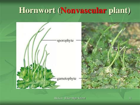 Ppt Adapting To Life On Land Powerpoint Presentation Free Download