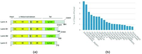 Protein Structure Of Common Lamin Outlined In 33 A And Mutations Of