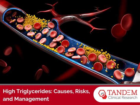 High Triglycerides Causes Risks And Management