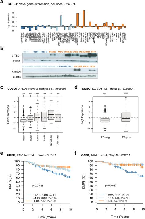 Cited1 Is Expressed In Cell Lines Of The Er Luminal Breast Cancer