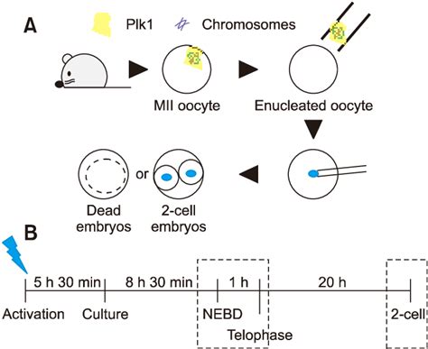 Schematic Representation Of The Experiments A Illustration Of The