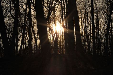 Free Photo Sun Shining Through Trees Dark Forest Light Free Download Jooinn