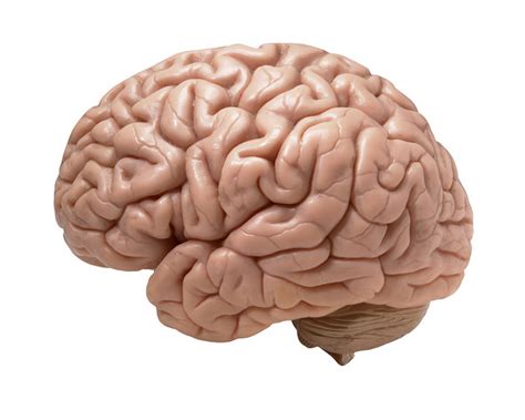 Psychophysiological Methods In Neuroscience Noba