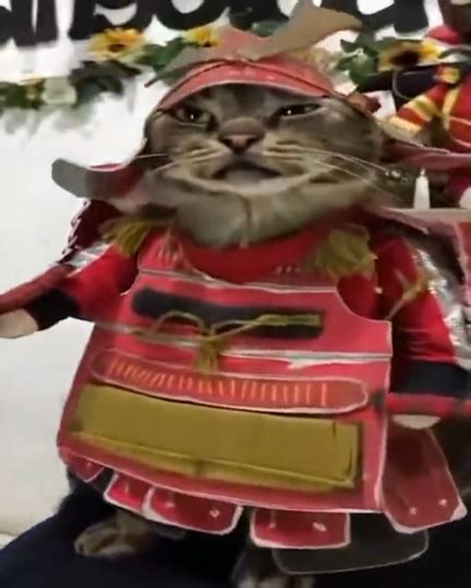 Samurai Cat By Brxnx Sound Effect Meme Button For Soundboard Tuna