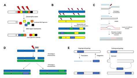 Figure 1 From Resolving Complex Structural Variants Via Nanopore Sequencing Semantic Scholar