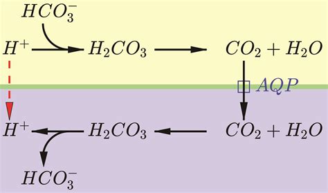 Mathematical Models Estimate Cell Membrane Permeability Siam