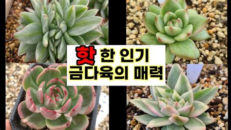 4월21일 여전히 핫한 금다육의 인기 한번 느껴보세요♡ 몰게인 스타보스 콩마리아 꽃눈모주급 Youtube