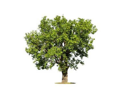 Cutout Isolated Tree For Use As A Raw Material For Editing Work Stock