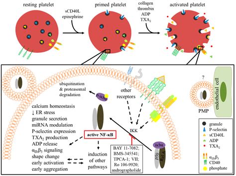 Platelets Function