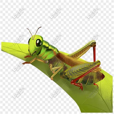 메뚜기 Png 일러스트 무료 다운로드 Lovepik
