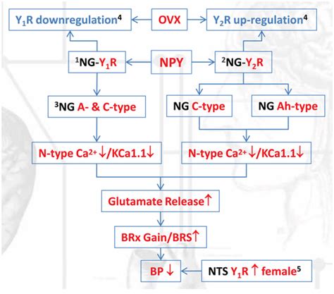 Neuropeptide Y Mediated Sex And Afferent Specific Neurotransmissions
