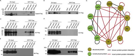 Identification The Protein Protein Interactions By Immunoprecipitation Download Scientific