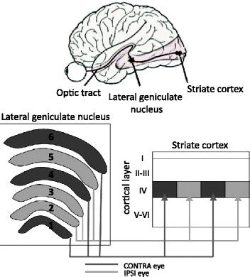 Columnar Organization Of The Striate Cortex The Structural And Download Scientific Diagram