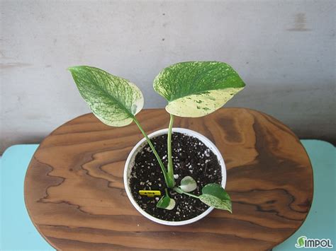 몬스테라 화이트몬스터몬스테라 델리시오사 화이트몬스터a708 동일품배송무료배송 관엽식물공기정화식물 심폴