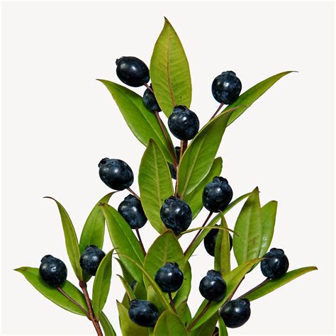 Herbissimo Lavanda香水由dana制作 Wikiparfum