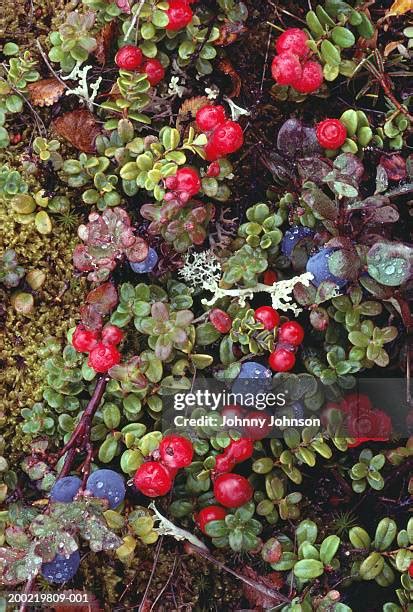 Moss Berry Photos And Premium High Res Pictures Getty Images