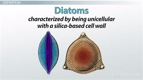 Multiple Diatoms Labeled