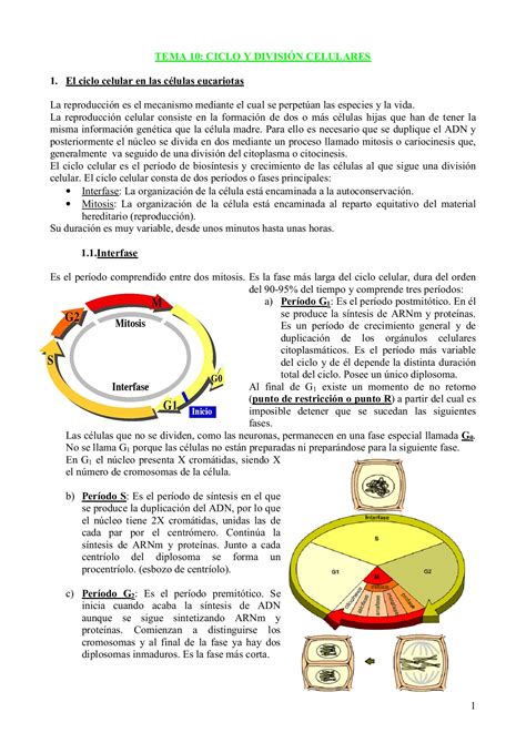 10cicloydivisióncelulares Angomez0702 Página 1 7 Flip Pdf
