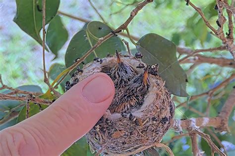 A Finger Size Comparison To The Nest March 10th Alyssas Nature
