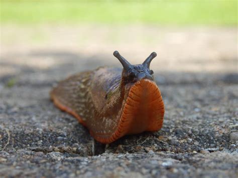 Can You Eat Slugs A Quick Guide To Edibility And Safety