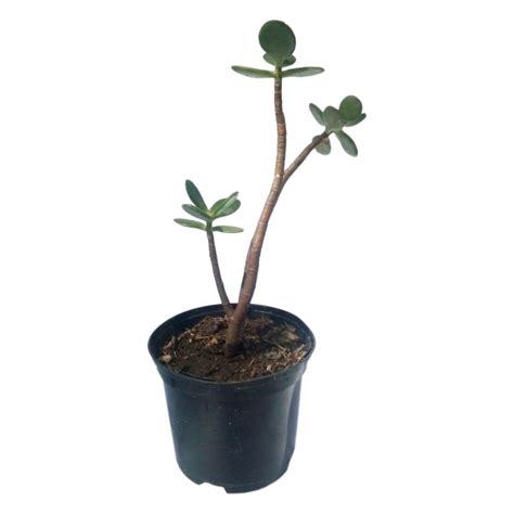 Jade Plant Small Tams Odds And Ends