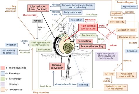 Integrative Visualization Of The Networking Interdependences Of Download Scientific Diagram