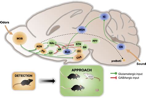 Neural Circuits Of Social Behaviors Innate Yet Flexible Neuron