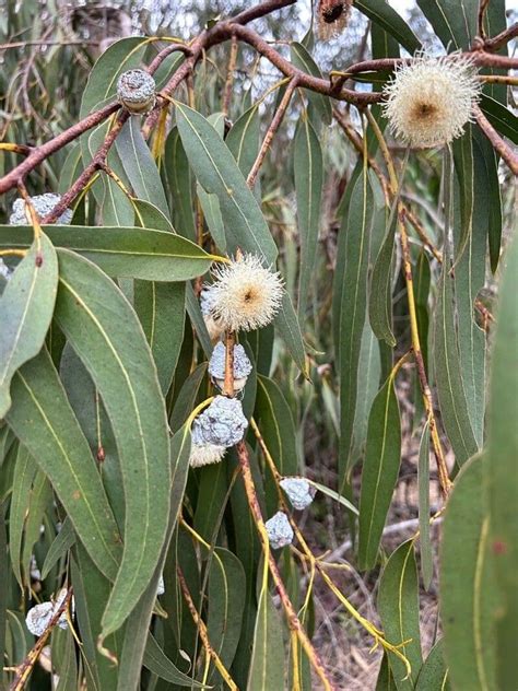 How To Grow Eucalyptus Globulus Earthone