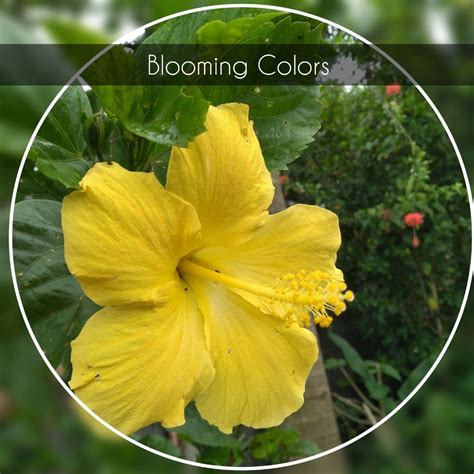 Gumamelahibiscus Stem Cuttings 2 Stems Each Furniture And Home Living