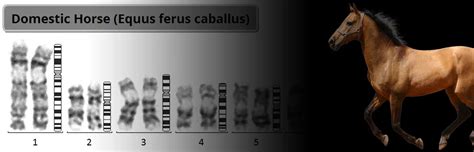 Ikaros Karyotyping System Metasystems