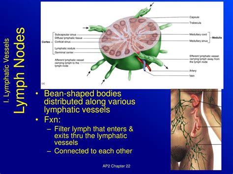 Ppt Chapter 22 Powerpoint Presentation Free Download Id1725108