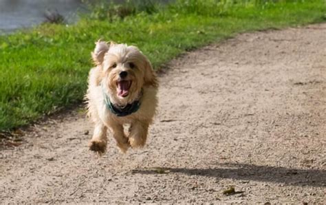 How Much Exercise Does A Cockapoo Need Pitpat