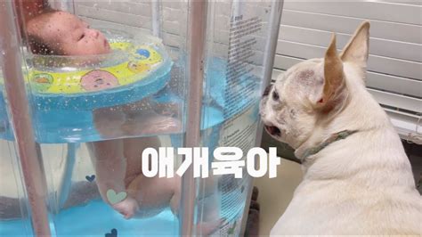 14 애개육아 매일 산책하고 손에 무언갈 쥐기 시작함생후 첫 수영 도전하는 아가 강아지한테 이쁨받는 아기 Youtube
