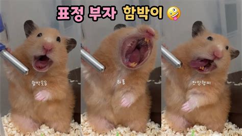 페디그리 햄스터ㅣ잔망스러운 햄찌😜 표정 부자 함박이의 다양한 모습 구경하기🩵 Youtube
