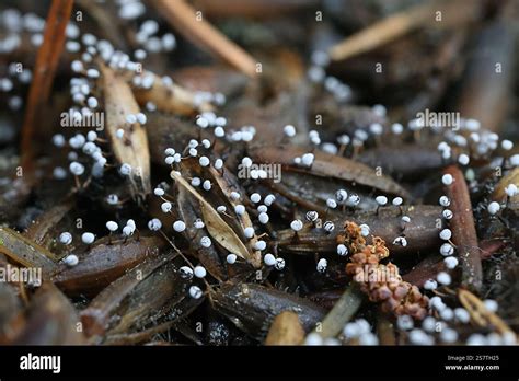 Physarum Bahiense Slime Mold From Finland No Common English Name