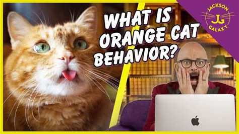 Orange Cat Behavior: The Truth About Orange Cats – Jackson Galaxy